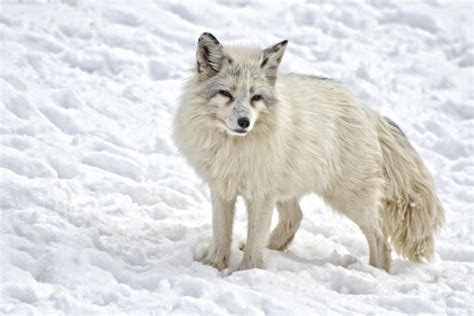 Fox Eye Color Understanding The Genetics Behind Their Colors