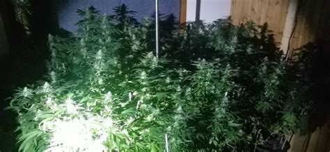 Арести в Пловдив заради марихуана