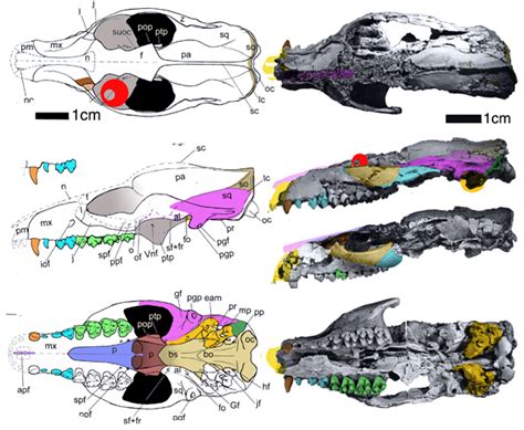 Titanoides Thomashuxleya And Orthaspidotherium