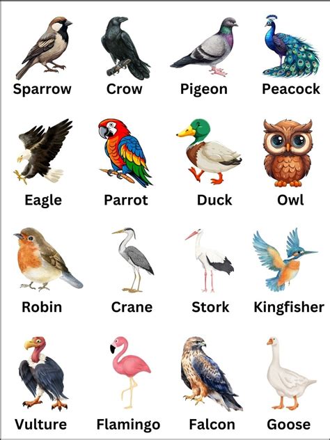 Birds Names In English List Of 50 Birds Name Spoken English Guru
