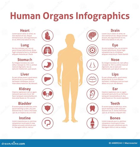 Human Infographic Set Stock Vector Illustration Of Body 44889244