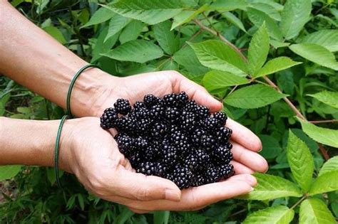 High Fiber Fruit 10 Best Fiber Rich Gut Healthy Fruits