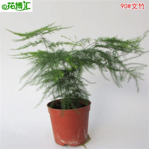 文竹盆栽批发办公室绿植盆栽花卉花苗盆景植物绿植盆栽花卉盆栽 阿里巴巴