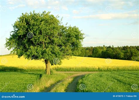 Tree Yellow Snakes From India Royalty Free Stock Photography CartoonDealer
