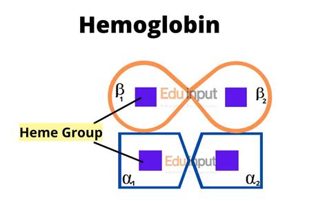 Structure Of Hemoglobin