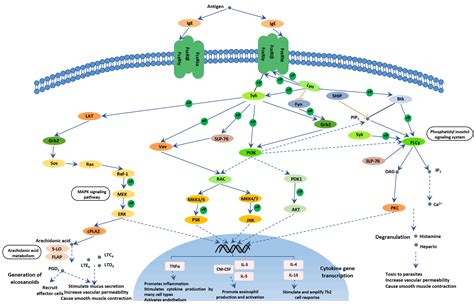 The Overview Of Fc Receptors Classification Related Signaling