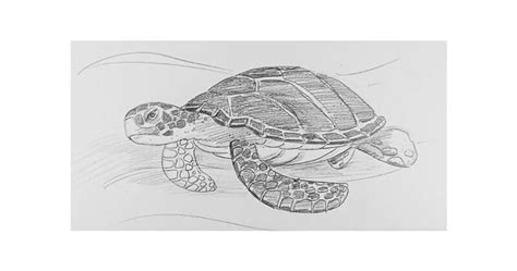 How To Draw A Sea Turtle Step By Step Drawing Lesson