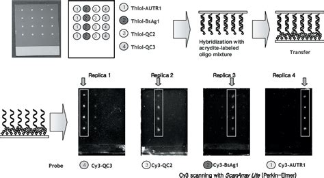 Figure 3 From Fabrication Of Replicated Dna Microarray Using Polyacrylamide Gel Semantic Scholar