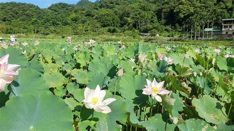 雙溪荷花園的菜單、評論、圖片新北市雙溪區好吃、cp值超高的旅遊景點 愛玩記