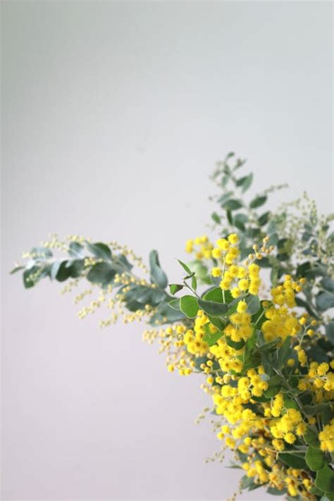 실내 가지 꽃 꽃무늬 꽃이 피는 나뭇잎 노란색 녹색 녹지 미니멀리스트 바탕화면 배경 배열 봄 부드러운 부케 선명한 섬세한 식물 식물군