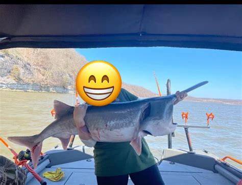 104 Best Paddlefish Images On Pholder Fishing Deeeepioartworks And