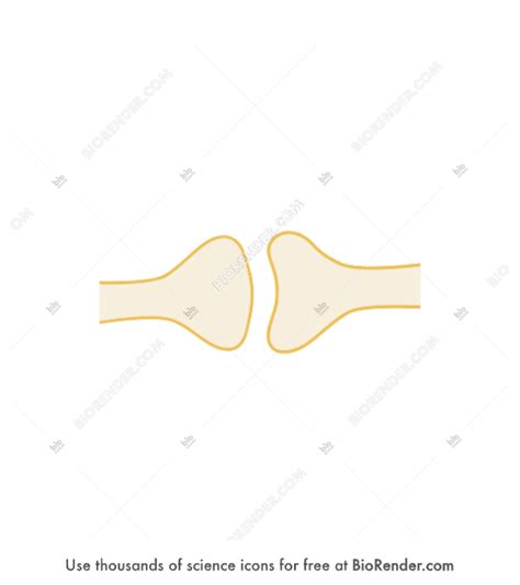 Free Synaptic Cleft Horizontal Icons Symbols And Images Biorender