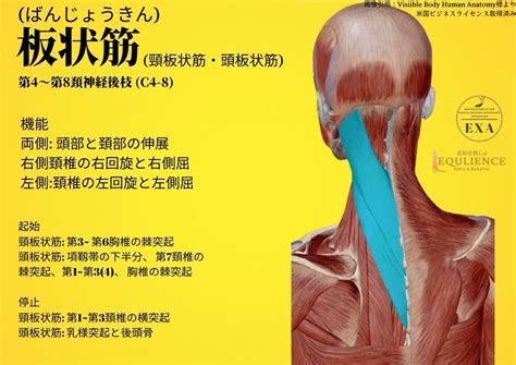 板状筋（ばんじょうきん）【筋膜リリースの為の機能解剖学】 【iastm筋膜リリース認定資格セミナー】日本isatm協会