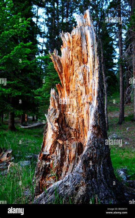 Broken Tree High Resolution Stock Photography And Images Alamy