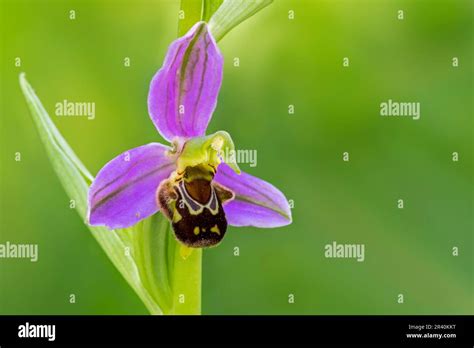 Bee Orchid