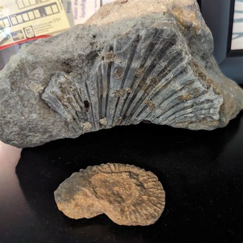 Can Someone Help Me Identify These Fossils And Their Approximate Age They Were Found In Central