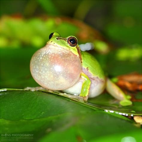 귀여운 개구리사진 모음 네이버 블로그