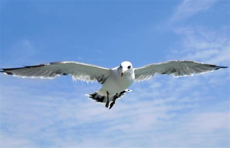 무료 이미지 바닷가 경치 자연 록 새 비행 구름 등대 하늘 해조 갈매기 휴가 여행 거품 풍경 섬