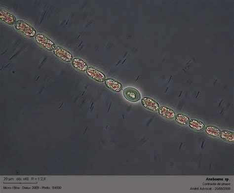 Anabaena Sp Cyanobactérie