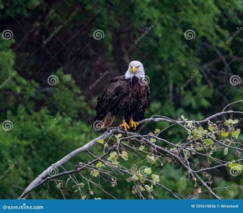 Bald Eagle Standing On Empty Twig With Blur Trees In The Forest Stock