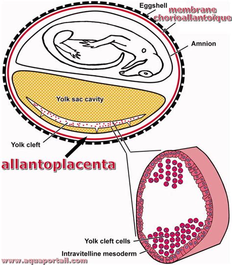 Placenta Définition Et Explications