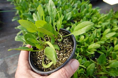 화분에 심은 잎이 많은 채소 식물을 가진 정원사의 자르기 손 건강한 생활방식에 대한 스톡 사진 및 기타 이미지 건강한 생활방식 날것 농업 Istock