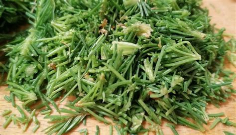 Сироп от борови иглички при кашлица бронхит и за силен имунитет РЕЦЕПТИ За Жената