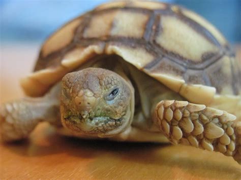 Question And Sexing Game Tortoise Forum