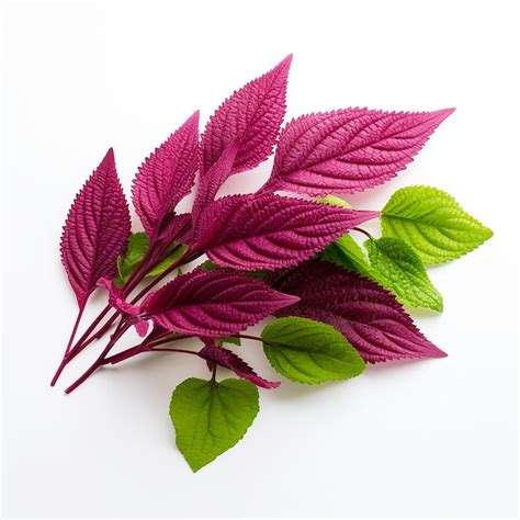 Premium Ai Image Fresh Amaranth Leaves