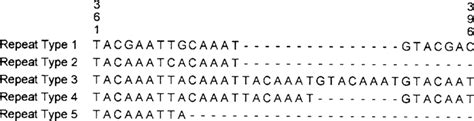 The Five Types Of Variable Number Of Tandem Repeat Regions Vntr Found