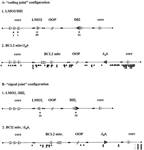 Schematic Representation Of The Breakpoints Distribution To Scale Download Scientific