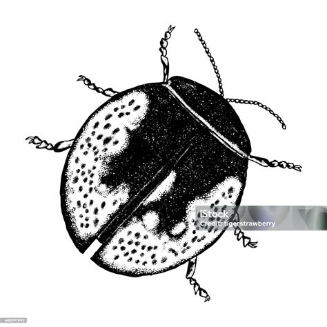 곤충 버그 또는 딱정벌레 트렌디 한 자수 스티핑과 부화 차이 스타일 검은색에 대한 스톡 벡터 아트 및 기타 이미지 검은색 고풍스런 곤충 Istock