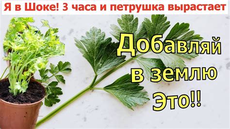 Я в Шоке ПЕТРУШКА ПЕРВЫЕ ВСХОДЫ ЧЕРЕЗ 3 ЧАСА ПОСЛЕ ПОСАДКИ Петрушка на подоконнике Петрушка