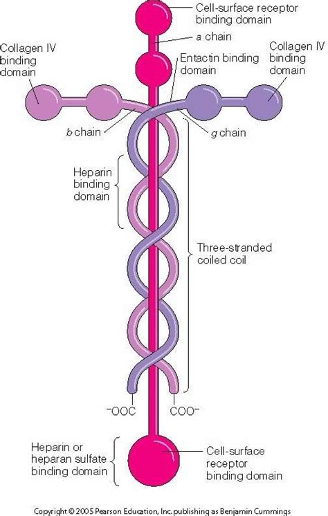 Laminin A Part Of The Building Blocks That Hold The Human Body