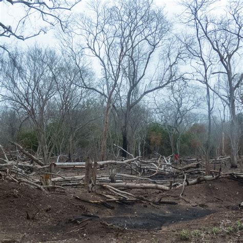 4 Reduced Impact Logging Techniques Facilitate Quicker Ecosystem