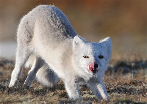 Klimaendringer Truer Naturen
