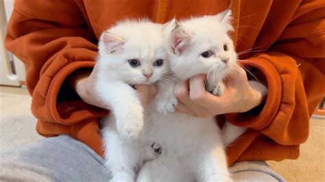 고양이를 무서워하는 엄마도 이뻐하게 되는 아기고양이들😻 Youtube
