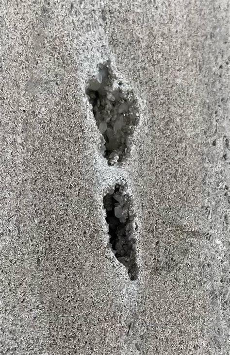 Do Any Insects Tunnel In Limestone To Lay Eggs R Bugidentification