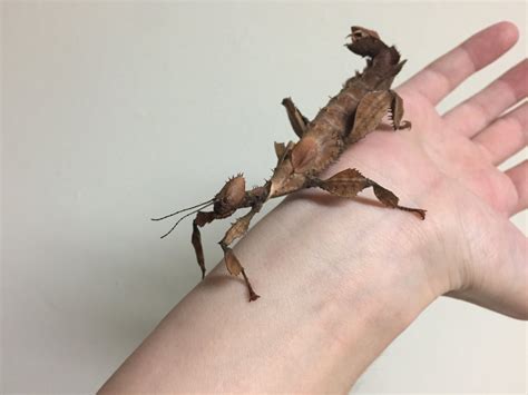 Life Cycle Of Spiny Leaf Insect Pptx Pdf Life Cycle Of Spiny Leaf Insect Pptx Pdf