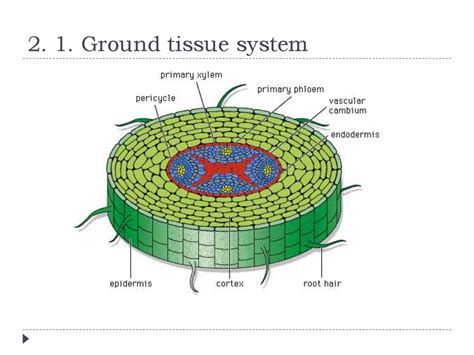 Xylem With Images Plant Tissue Plants Britannica