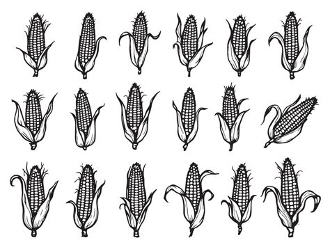 Corn Ear Set Of Different Types Of Corn 60246747 Vector Art At Vecteezy