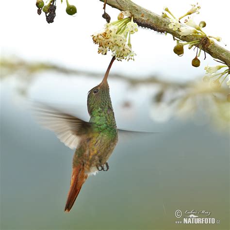Rufous Tailed Hummingbird Photos Rufous Tailed Hummingbird Images