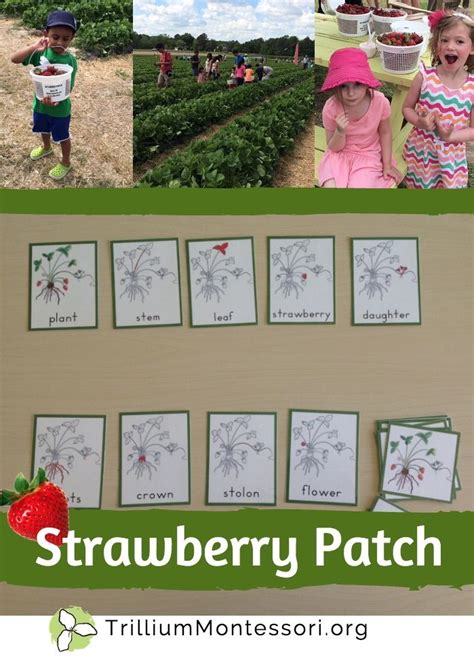 Strawberry Patch Trillium Montessori Strawberry Patch Theme