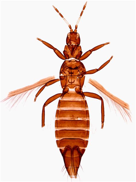 Aeolothrips Kuwanaii Browse Species Thrips Of California
