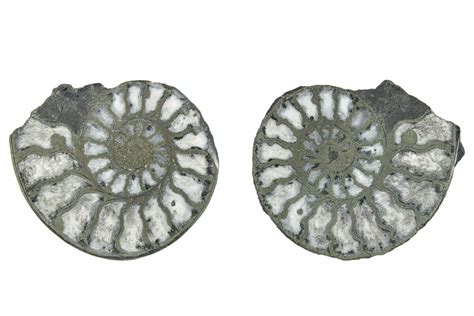 Pyritized Cut Ammonite Fossil Pair Morocco For Sale FossilEra Com