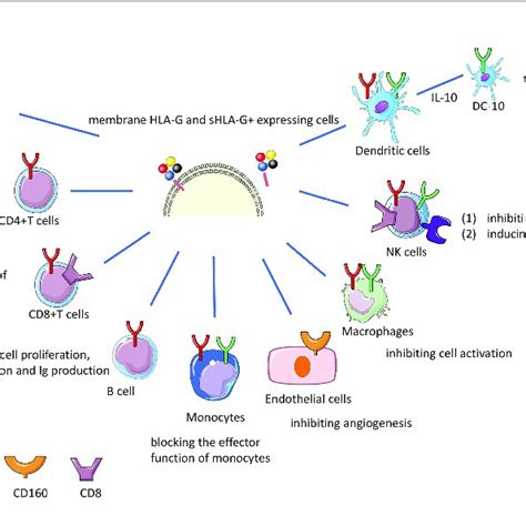 The Association Between HLA G Expression And Organ Transplantation Download Scientific Diagram