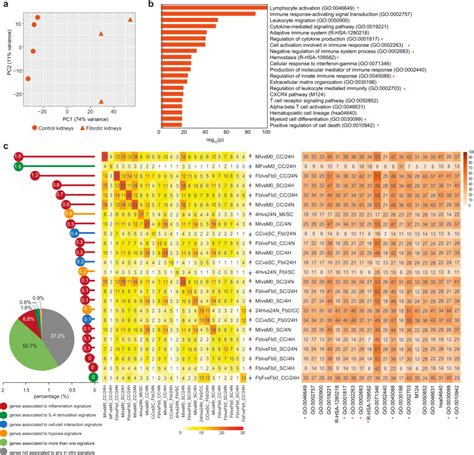 Understanding Fibrosis Pathogenesis Via Modeling Macrophage Fibroblast Interplay In Immune