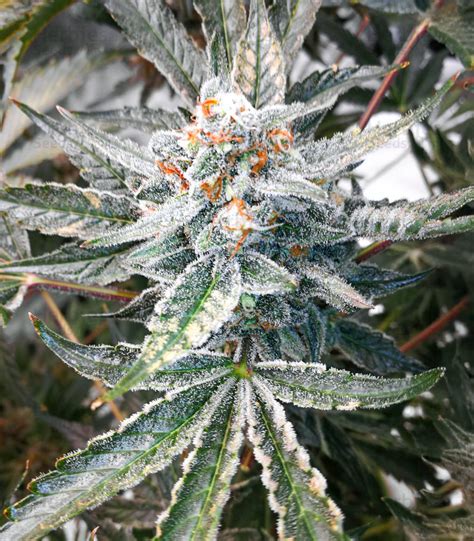 Buy Delicious Cookies Early Version Feminized Seeds By Delicious Seeds Herbies Seeds Au