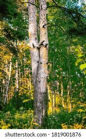 Tree Crotch Images Stock Photos Vectors Shutterstock