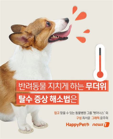 해피펫 A씨는 반려견 여름이와 차를 타고 외출을 했다 잠시 볼 일이 있던 A씨는 여름이를 차 안에